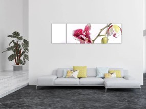 Obraz květu orchideje (170x50 cm)