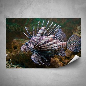 Plakát - Mořská ryba (60x40 cm) - PopyDesign