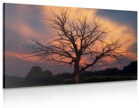 Obraz nádherný strom na louce - 60x40 cm