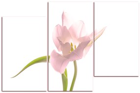Obraz na plátně - Tulipán 181QD (135x90 cm)