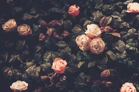 Vícedílný obraz Pastelové Růže Ve Vintage Stylu Nedostatek Nedostatek Přírodní plátno 150x100