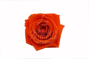 Stabilizovaná růže - oranžová