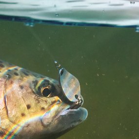 Malvis Tapeta Ryba pod vodou Vel. (šířka x výška): 504 x 310 cm