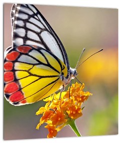 Obraz motýla na květu (30x30 cm)