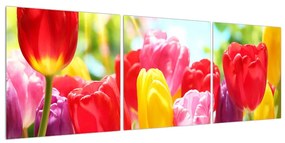 Obraz tulipánů  (120x40 cm)