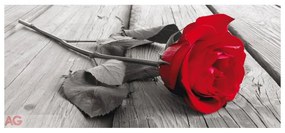 Fototapeta vliesová jednodílná Růže