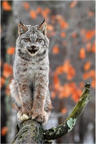 Petr Slavík | Malý lovec Rám: Dubový, Velikost: 30 x 20 cm