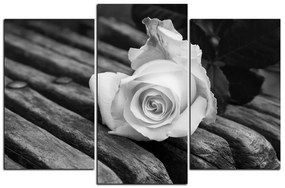 Obraz na plátně - Bílá růže na lavici 1224QC (105x70 cm)