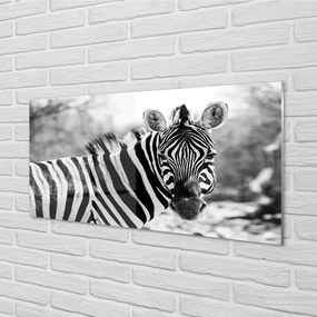 Obraz na skle retro zebra 125x50 cm