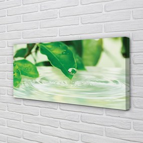 Obrazy na plátně Kapky vody listí 120x60 cm