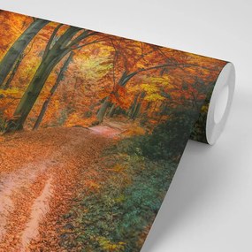 Samolepící fototapeta les v podzimním období