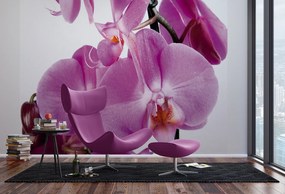 Fototapeta na zed' Jemné Orchideje | 360 x 254 cm | DFTS0049
