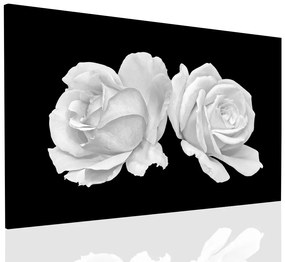Obraz tajemná bílá růže