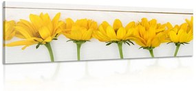 Obraz nádherné žluté květy Varianta: 135x45