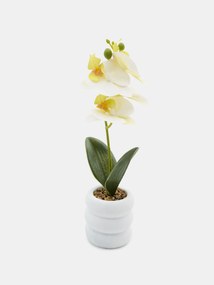 Sinsay - Dekorativní rostlina v květináči – orchidej - bílá