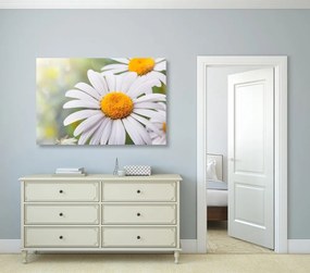Obraz květiny heřmánku Varianta: 120x80