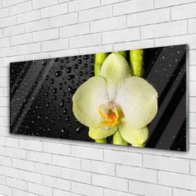 Plexisklo-obraz Bambus Květ Orchidej 125x50 cm