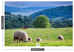 Fototapeta stádo ovcí 104x70
