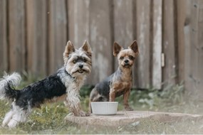 PINO PETS Miska pro psy PINO | jednobarevné provedení Seal Grey | objem 50 / 200 cl | různé velikosti Velikost: L