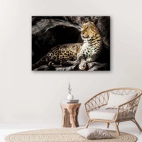 Gario Obraz na plátně Leopard na skalách Rozměry: 60 x 40 cm