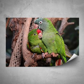 Plakát - Zelení papoušci (60x40 cm) - PopyDesign