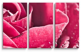 Sablio Obraz - 3-dílný Detail růže - 120x80 cm