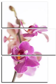Obraz na plátně - Orchidej květ izolována na bílém pozadí - obdélník 7222D (120x80 cm)