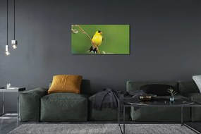 Obrazy na plátně žlutý papoušek 140x70 cm