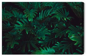 Obraz Tropické Kapradinové Keře Nedostatek Nedostatek Plátno Canvas 120x80