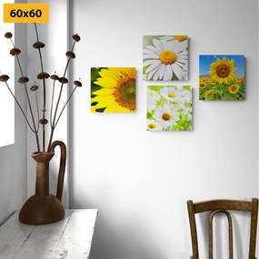 Set obrazů nádherné květiny na louce Varianta: 4x 40x40