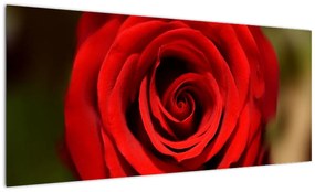 Detail růže - obraz (100x40cm)