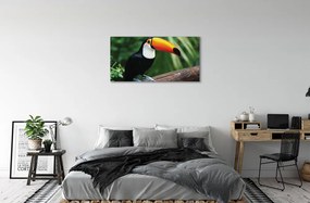 Obrazy na plátně Tukan na větvi 120x60 cm