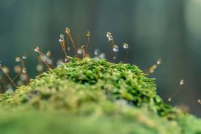 Fotografie Moss sporangia with morning dew (close-up), LITTLE DINOSAUR, (40 x 26.7 cm)