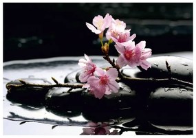 Fototapeta vliesová čtyřdílná Zen a Orchidej