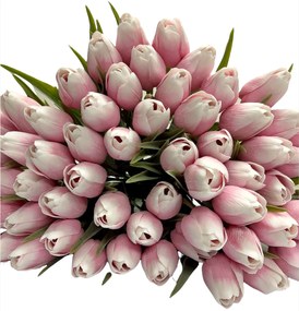Tulipán PINK WHITE