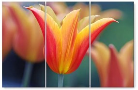 Vícedílný obraz tulipán Velikost (šířka x výška): 90x60 cm