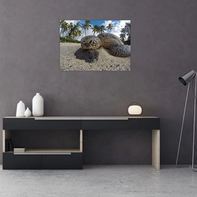 Skleněný obraz želvy (70x50 cm)