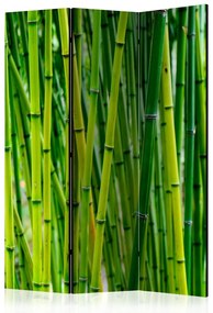 Paraván Bamboo Forest Dekorhome 135x172 cm (3-dílný)