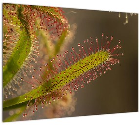 Obraz rostliny (70x50 cm)