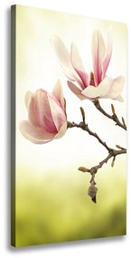Wallmuralia Vertikální Foto obraz na plátně Květy magnolie 50x100