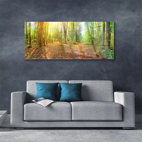 Plexisklo-obraz Slunce Příroda Lesní Stezka 125x50 cm