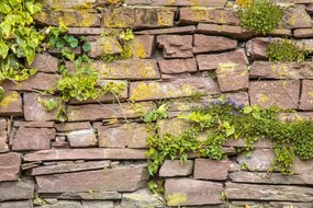 DIMEX | Samolepicí vliesová fototapeta na zeď Zeď s rostlinami MA-5-2373 | 375 x 250 cm | zelená, hnědá