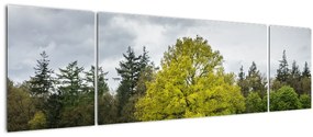 Obraz zeleného stromu uprostřed pole (170x50 cm)