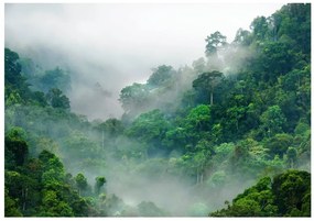 Fototapeta - Ranní mlha v lese 250x175 + zdarma lepidlo