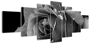 Obraz růže - černobíla (210x100 cm)