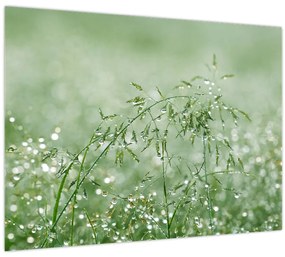 Obraz - Rosa v trávě (70x50 cm)