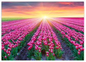 Obraz pole tulipánů se sluncem (70x50 cm)