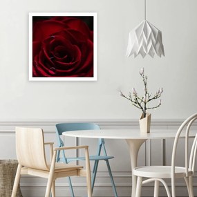 Obraz na plátně Red Rose Nature - 60x60 cm