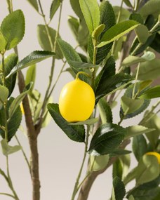 Citrónovník Classic v květináči 125 cm
