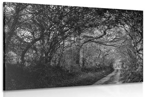 Obraz černobílý les Varianta: 60x40
